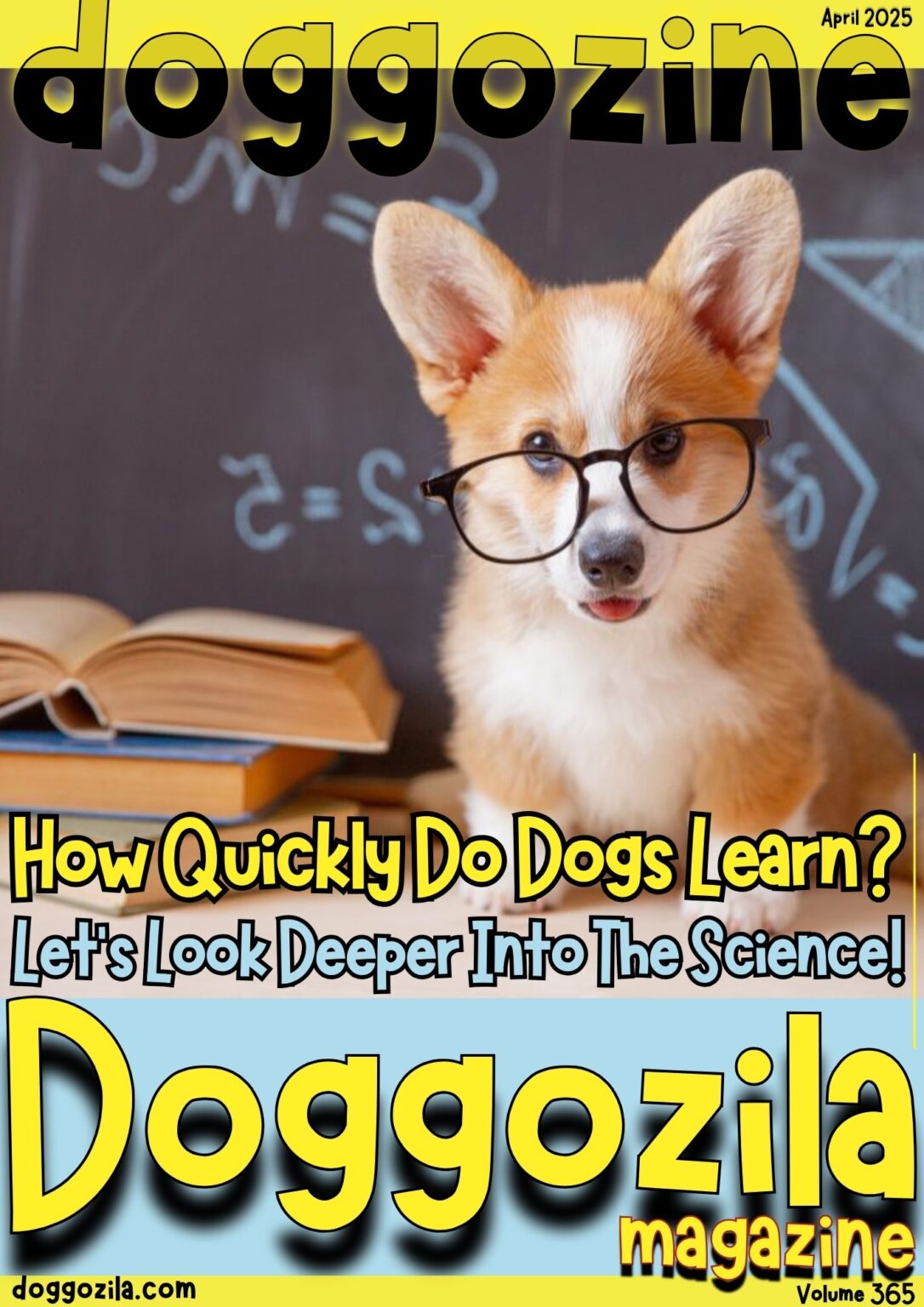 How Quickly Do Dogs Learn? Look Into The Science • Doggozila Magazine