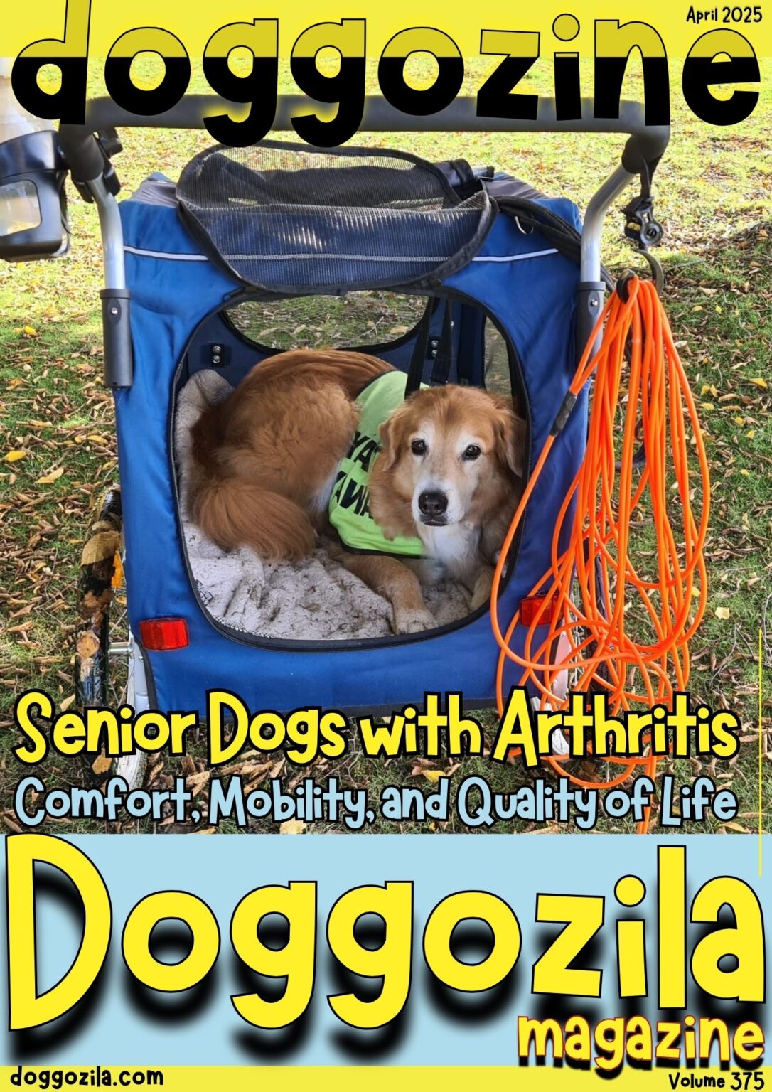 Senior Dogs with Arthritis: Comfort, Mobility, and Quality of Life ...