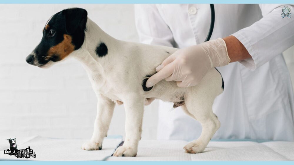 Gastropexy in Dogs: Guide to Prevent Deadly Bloat • Doggozila Magazine