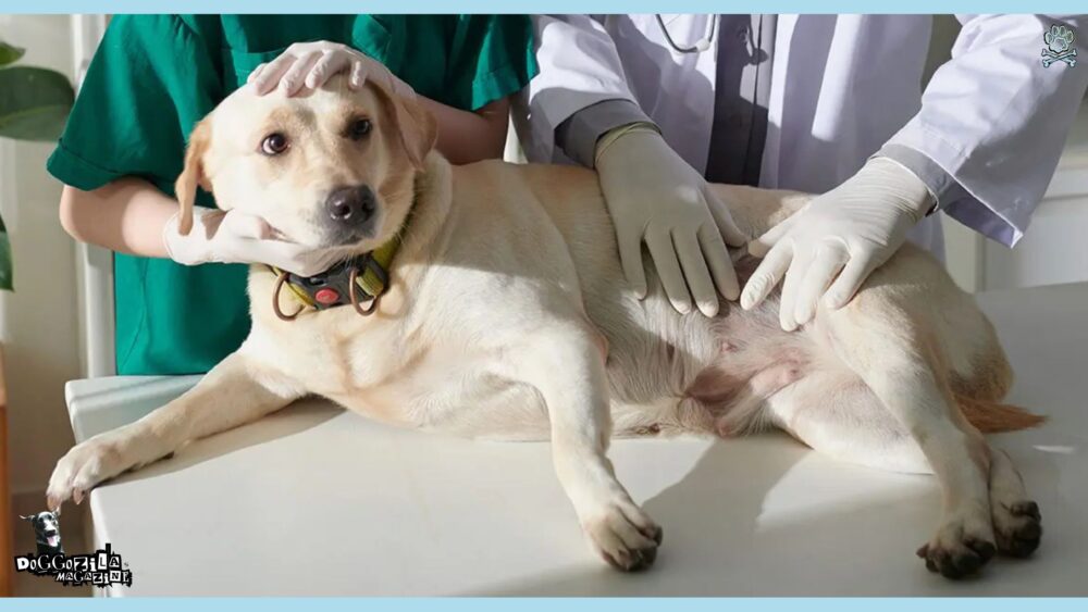 Gastropexy in Dogs: Guide to Prevent Deadly Bloat • Doggozila Magazine