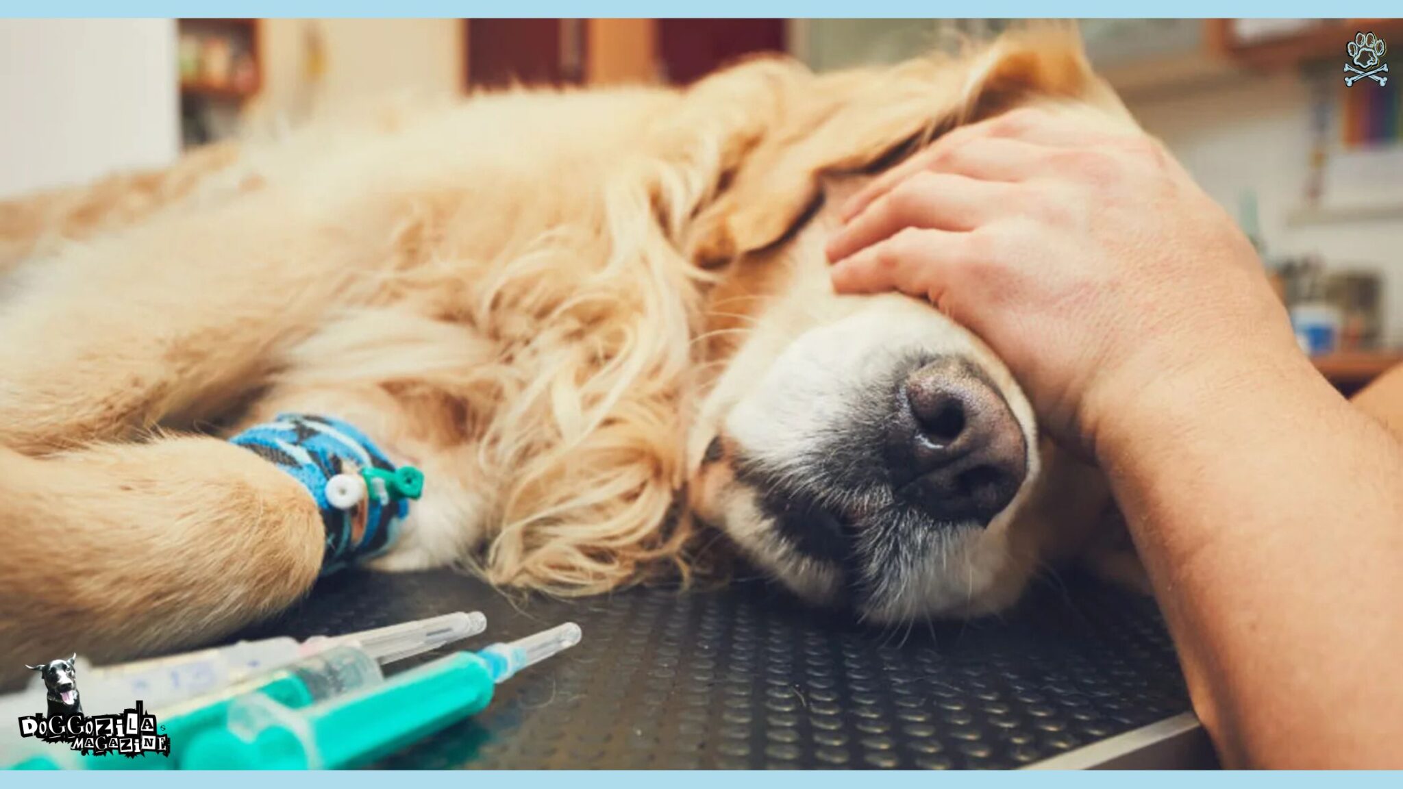 Gastropexy in Dogs: Guide to Prevent Deadly Bloat • Doggozila Magazine