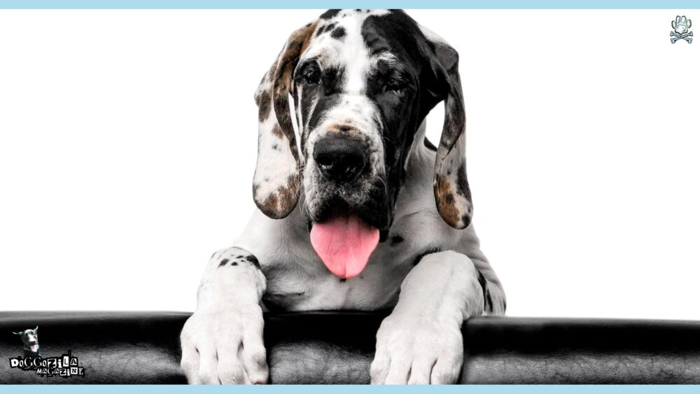 Gastropexy in Dogs: Guide to Prevent Deadly Bloat • Doggozila Magazine