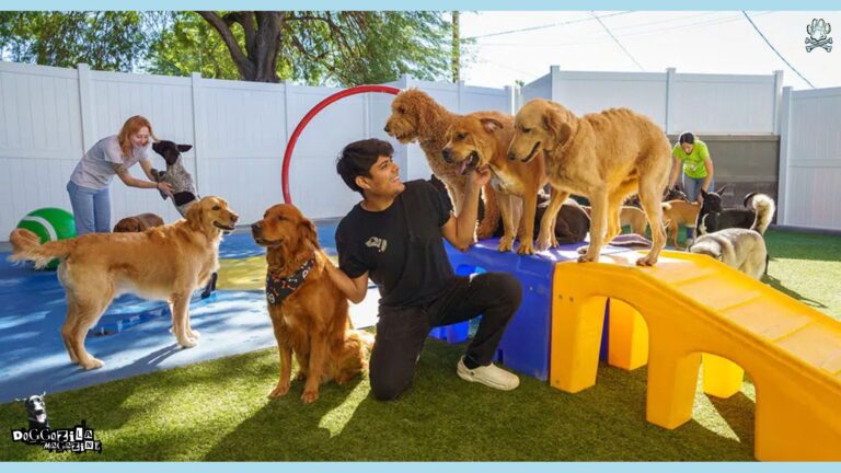How Quickly Do Dogs Learn? Look Into The Science • Doggozila Magazine