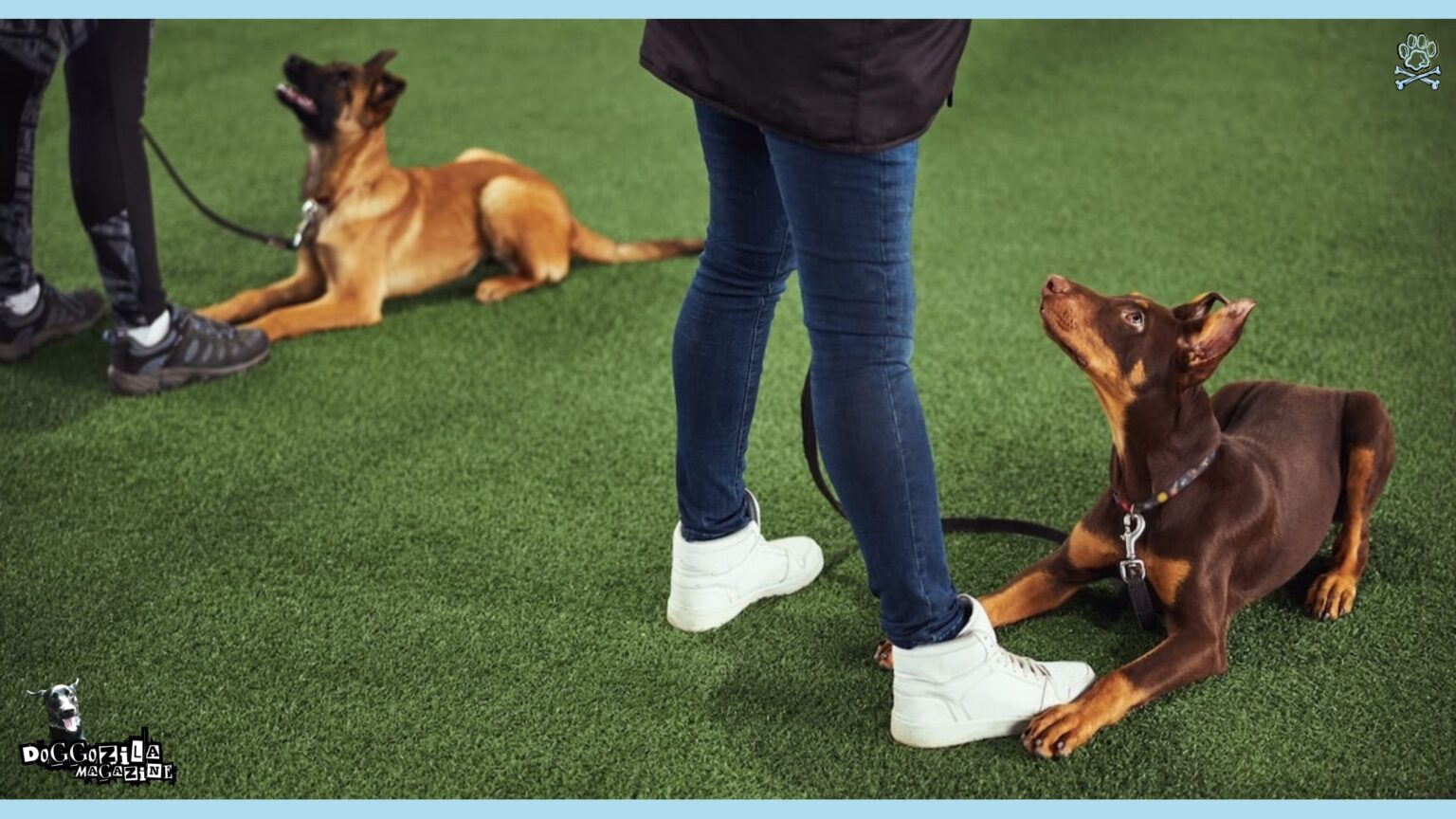 How Quickly Do Dogs Learn? Look Into The Science • Doggozila Magazine