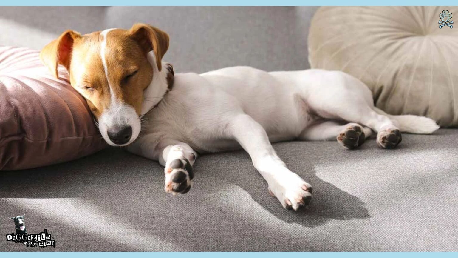 How to Keep Dogs Off the Couch: Win The Battle • Doggozila Magazine