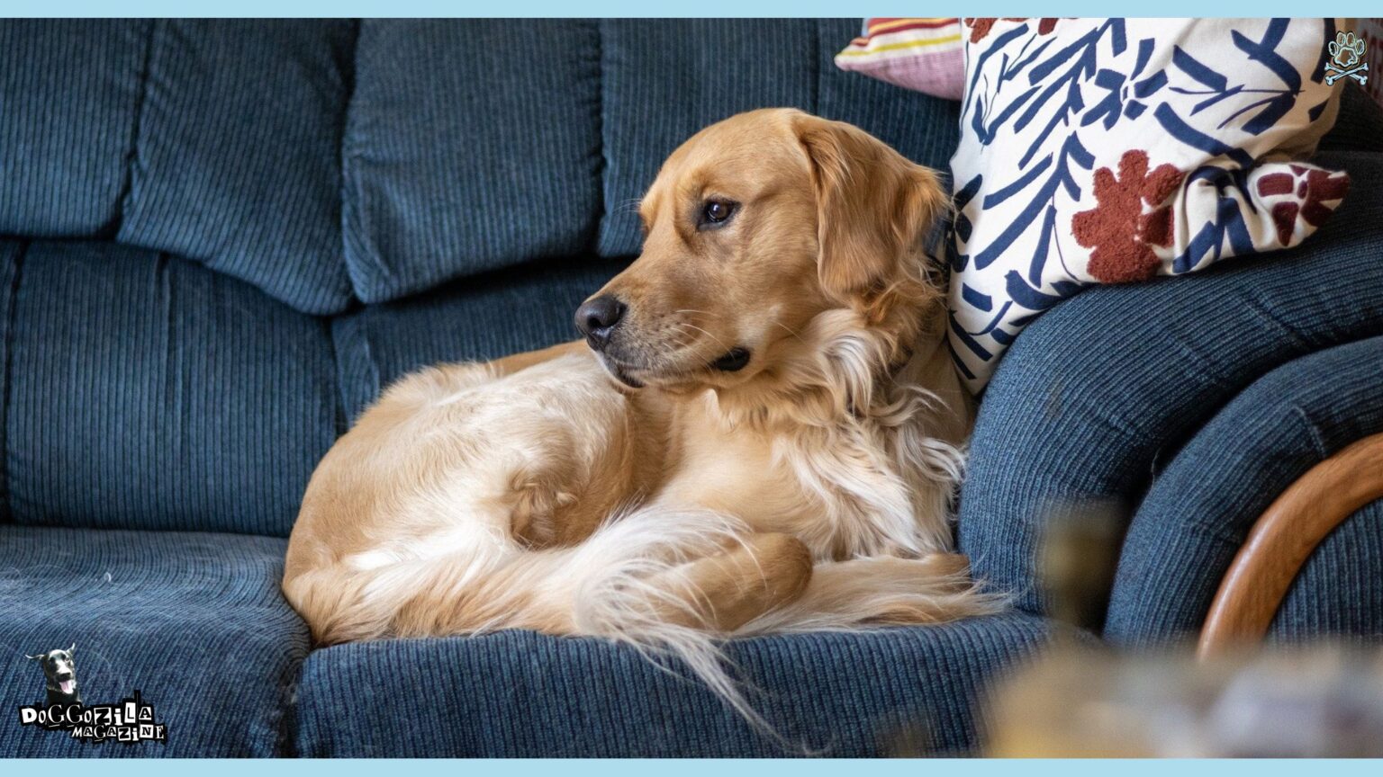 How to Keep Dogs Off the Couch: Win The Battle • Doggozila Magazine