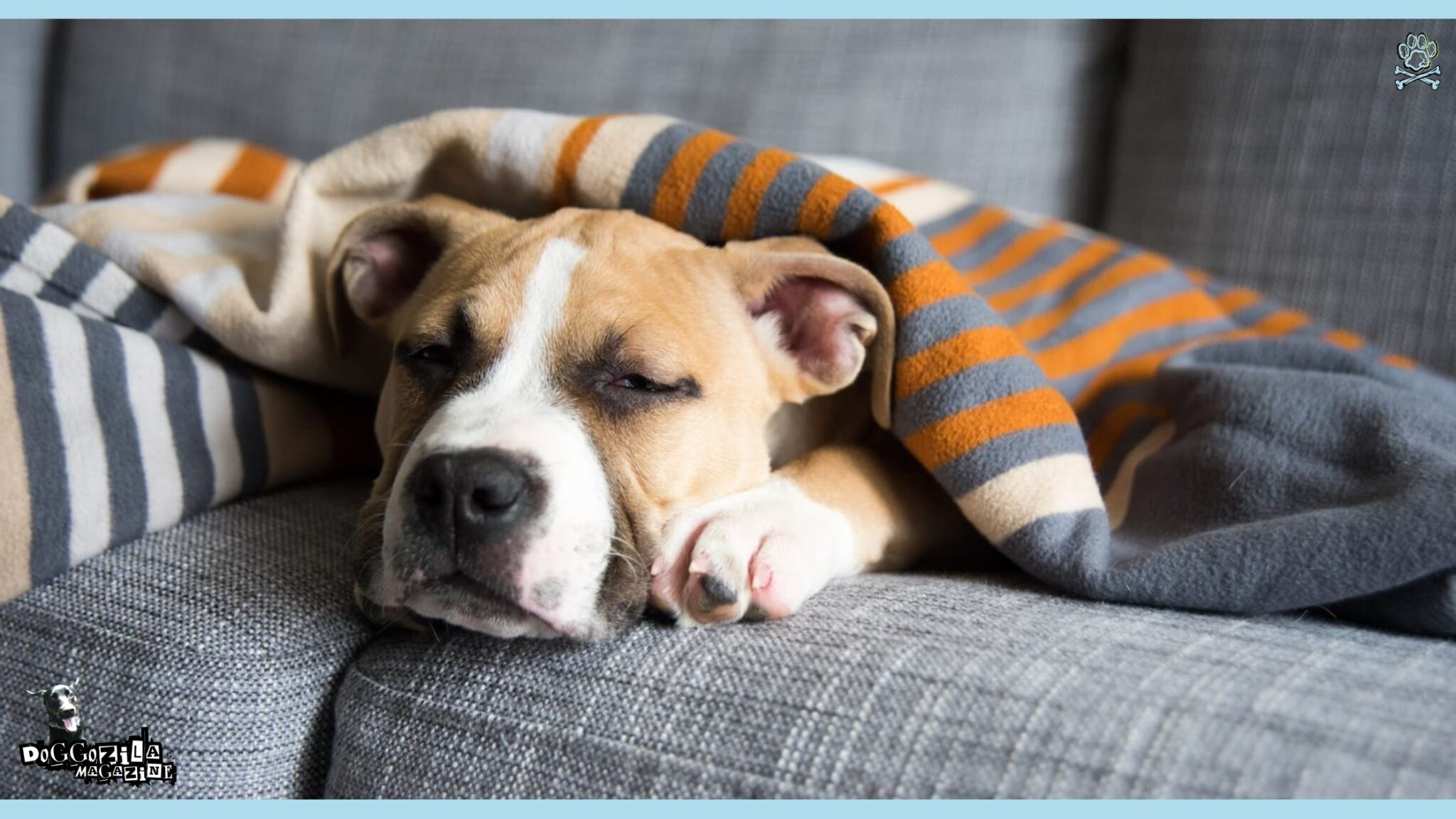How to Keep Dogs Off the Couch: Win The Battle • Doggozila Magazine