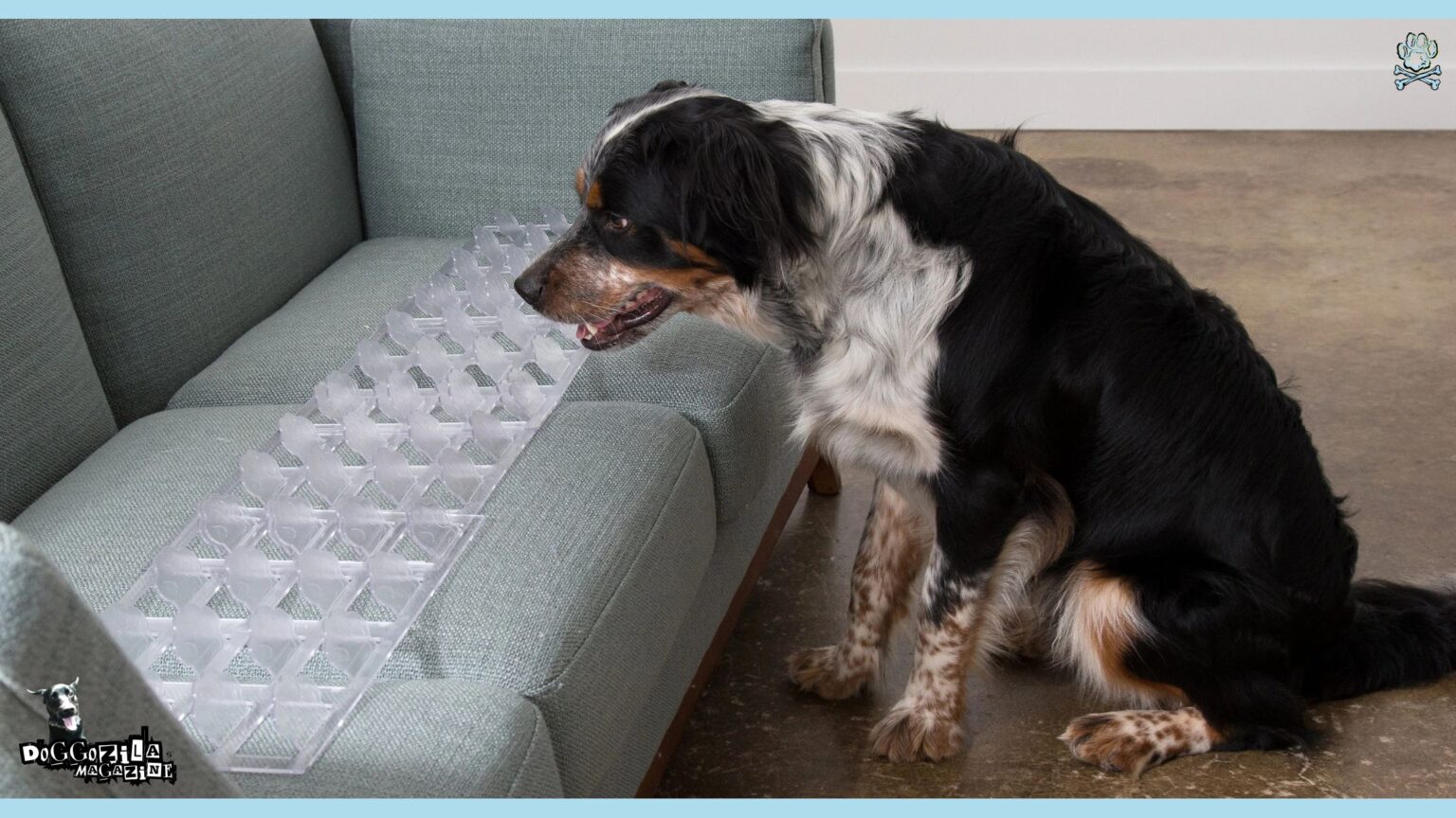 How to Keep Dogs Off the Couch: Win The Battle • Doggozila Magazine