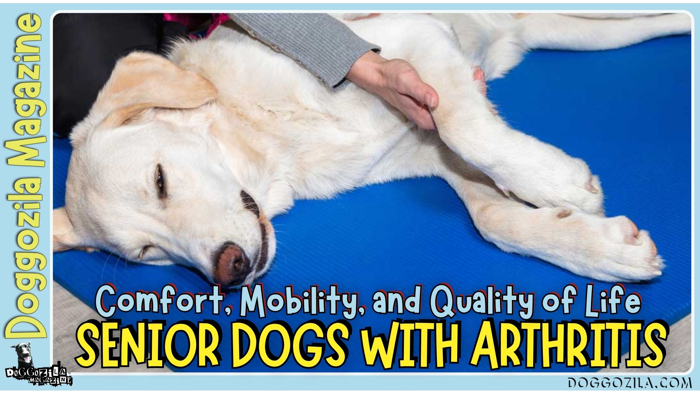 Senior Dogs with Arthritis: Comfort, Mobility, and Quality of Life ...