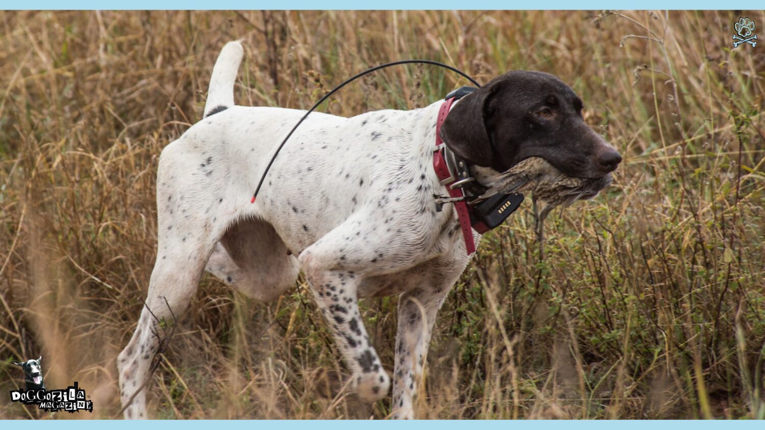 Tail Docking in Dogs: History, Ethics, and Modern Perspectives • Doggozila