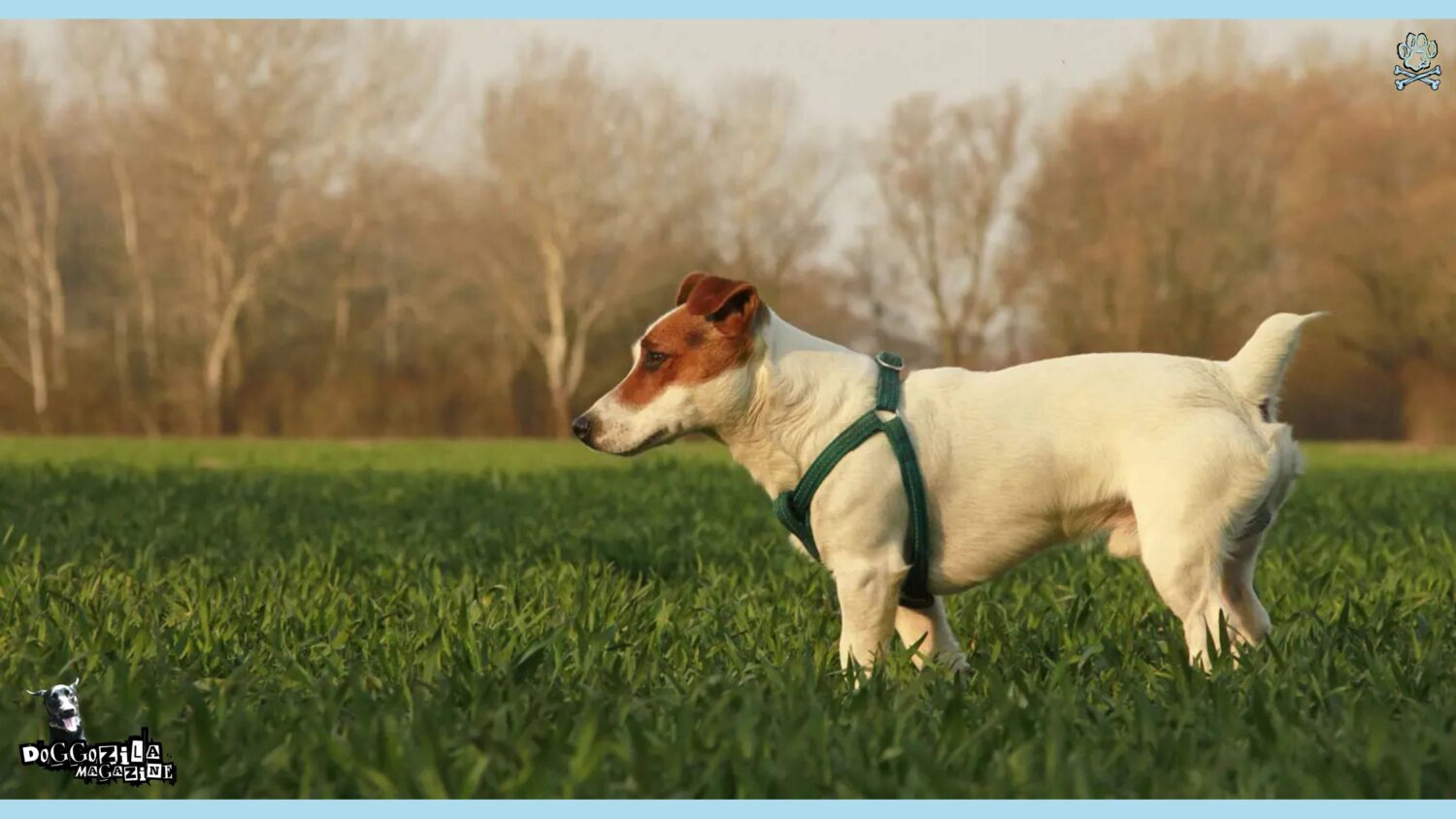 Tail Docking in Dogs: History, Ethics, and Modern Perspectives • Doggozila