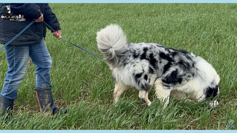 Tracking Training for All Dogs: Book by Ute C. Fallscheer • Doggozila ...