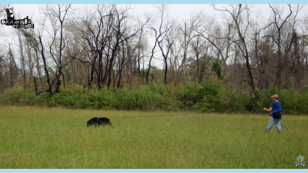 Tracking Training for All Dogs: Book by Ute C. Fallscheer • Doggozila ...