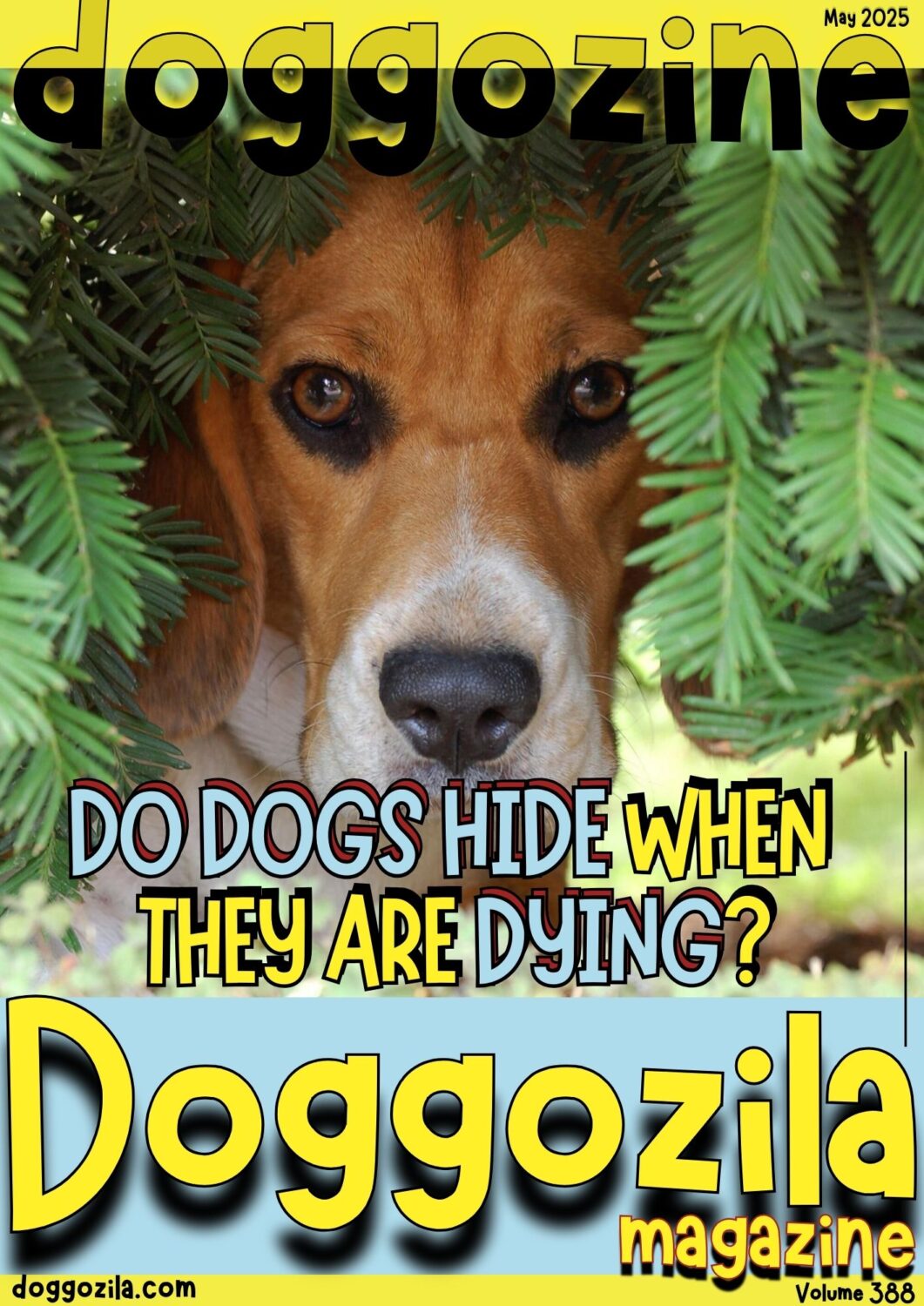 Do Dogs Hide When They Are Dying? • Doggozila Magazine