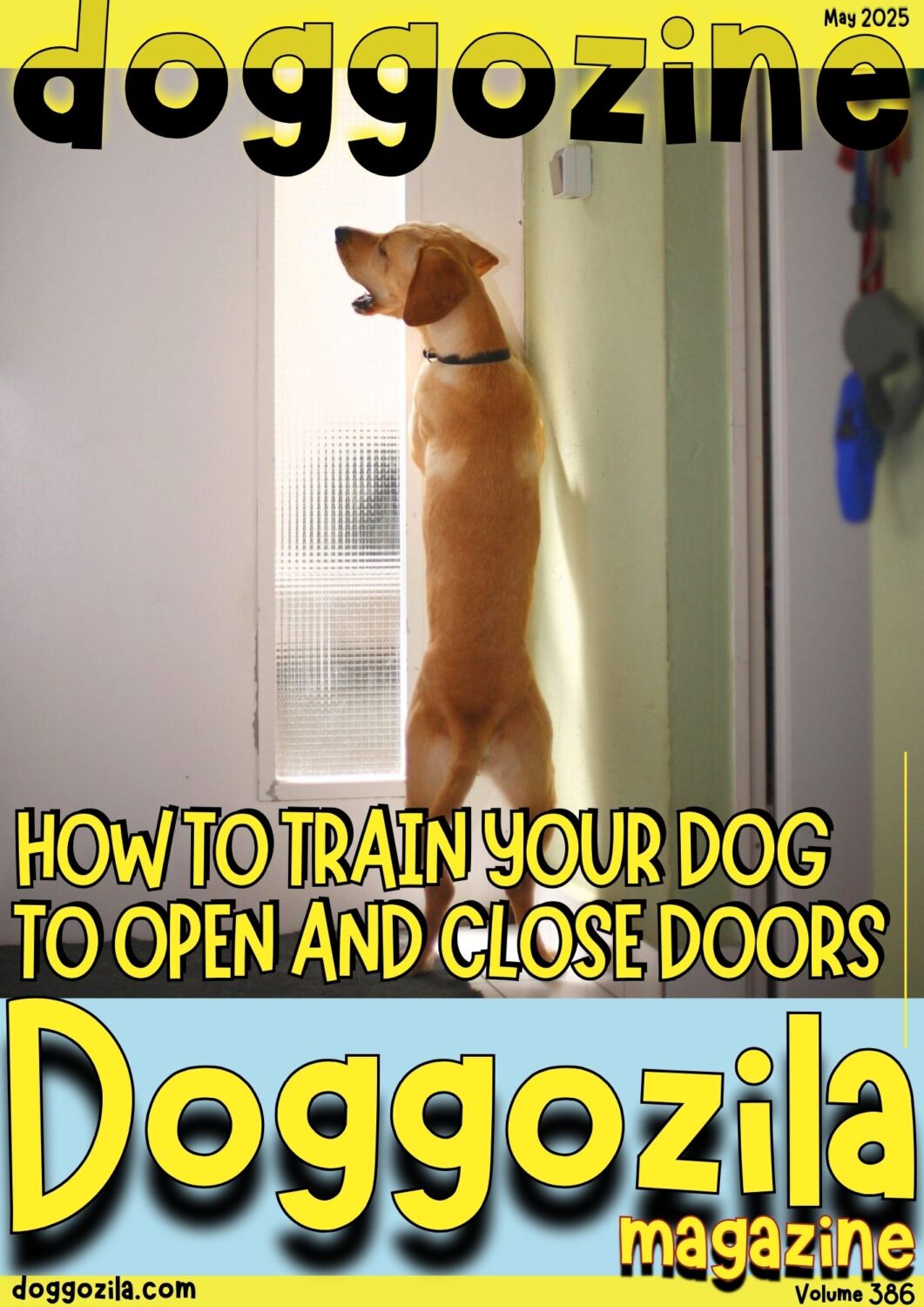 How to Train Your Dog to Open Doors • Doggozila Magazine