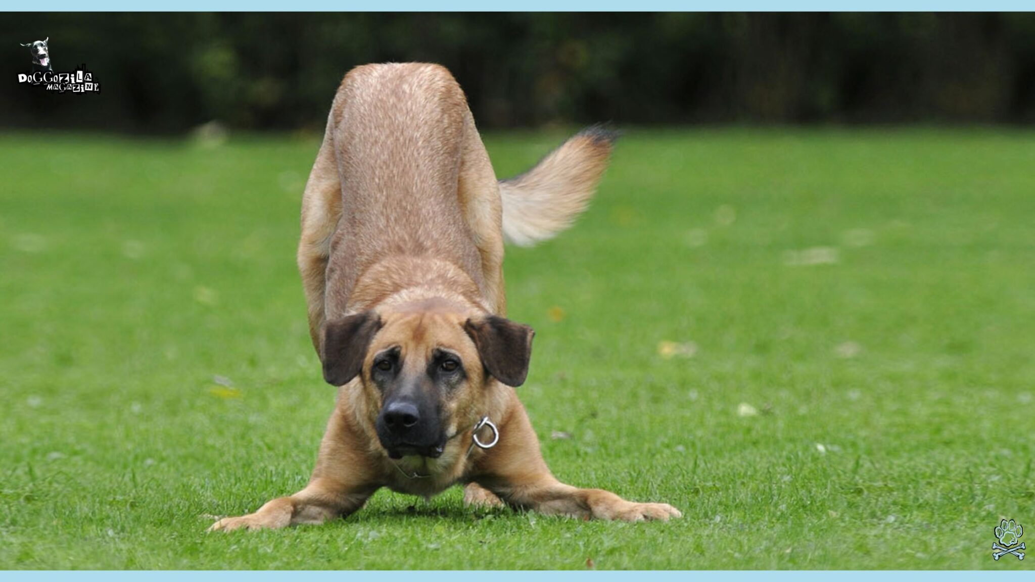 Dog Play Bow: What It Means and Why Dogs Do It? • Doggozila Magazine
