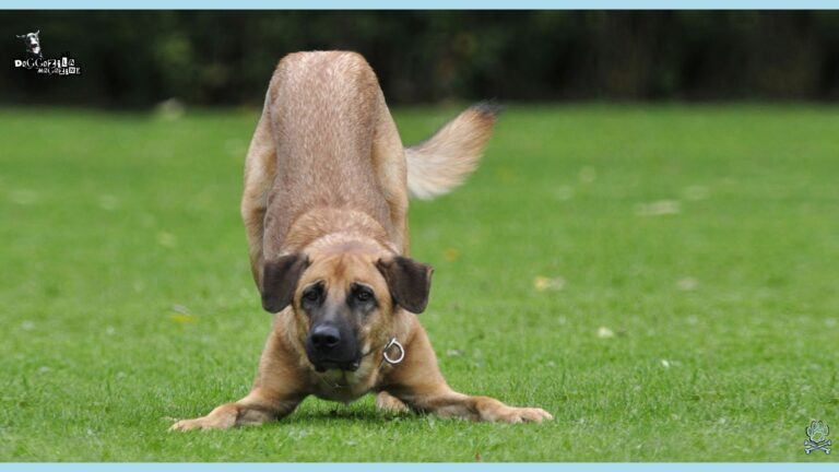 Dog Play Bow: What It Means and Why Dogs Do It? • Doggozila Magazine
