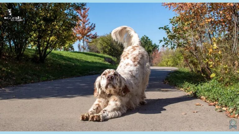 Dog Play Bow: What It Means and Why Dogs Do It? • Doggozila Magazine