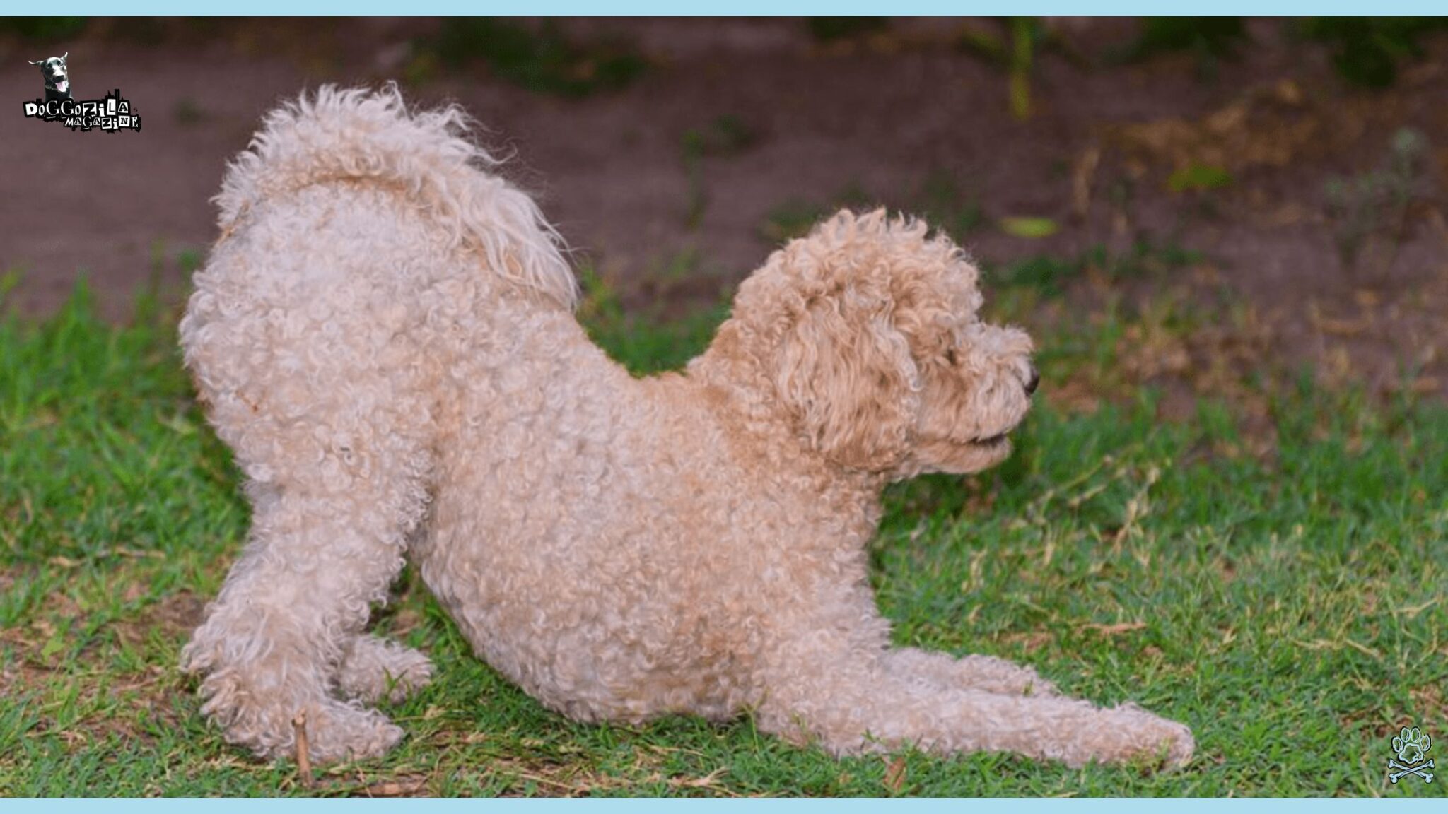 Dog Play Bow: What It Means and Why Dogs Do It? • Doggozila Magazine