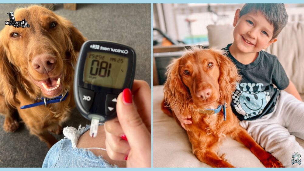 Dogs with Diabetes: Guide for Every Pet Parent - Doggozila Magazine