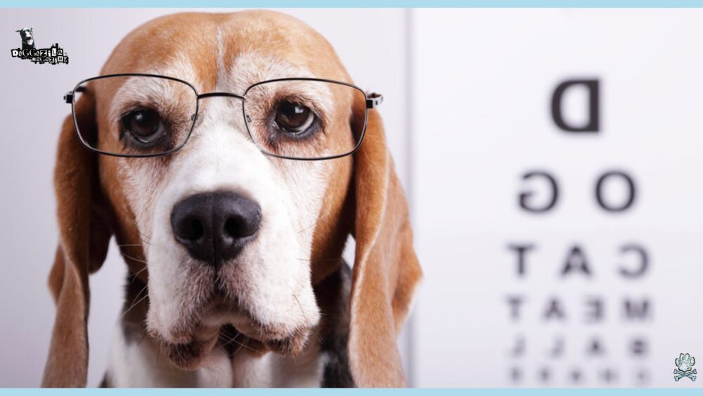 How Do Dogs See? The World of Canine Vision • Doggozila Magazine