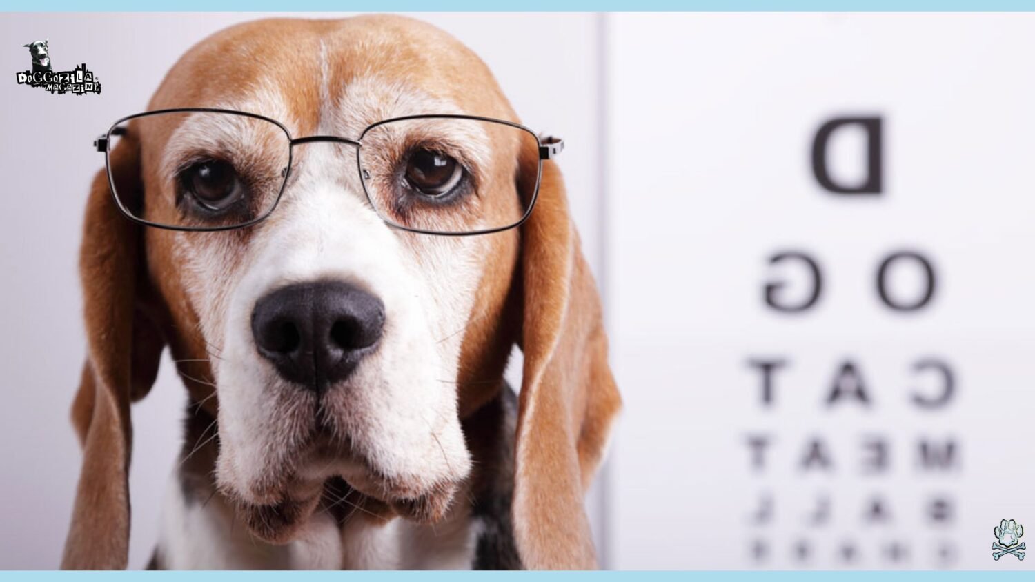 How Do Dogs See? The World of Canine Vision • Doggozila Magazine