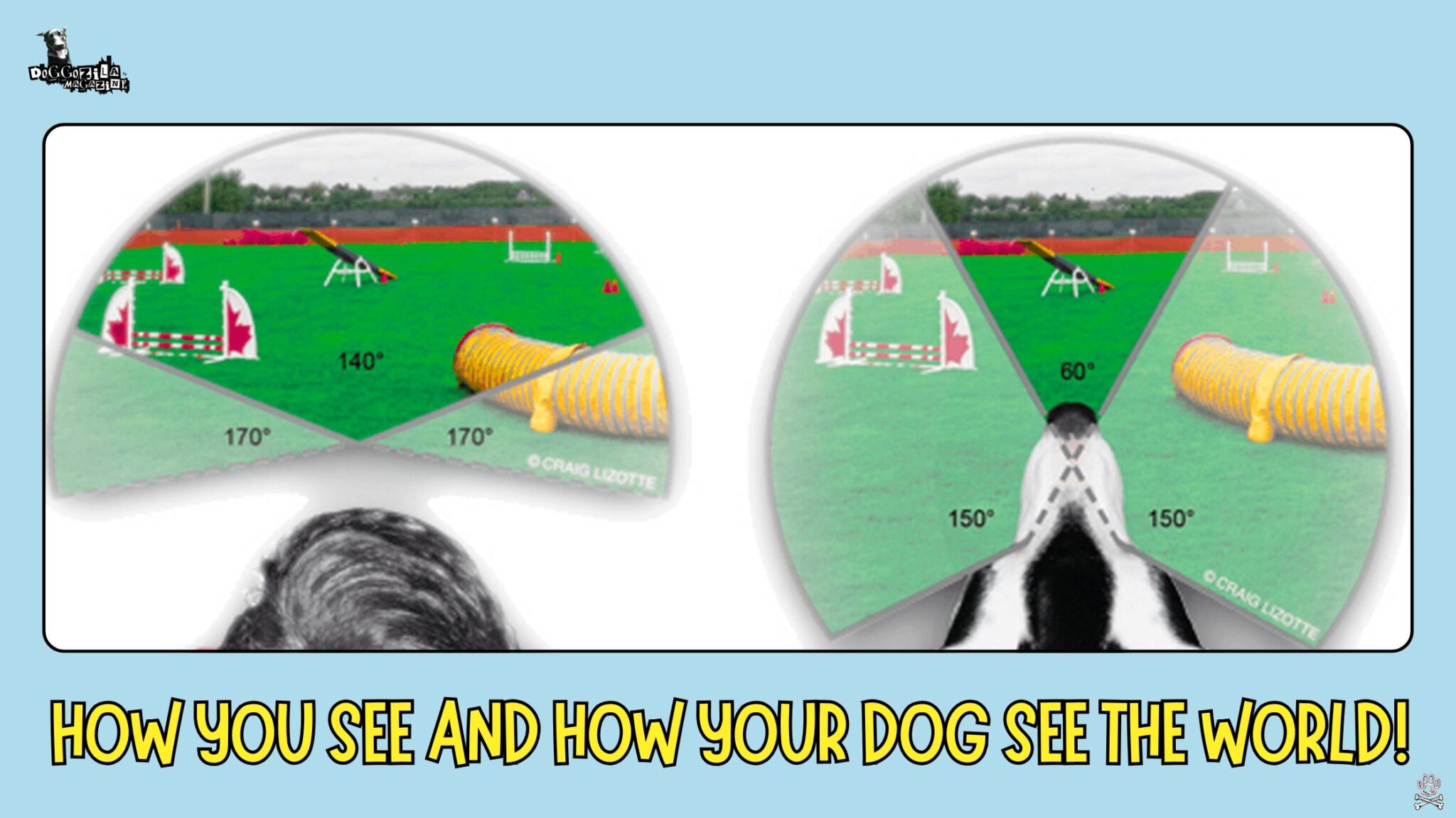 How Do Dogs See? The World of Canine Vision • Doggozila Magazine