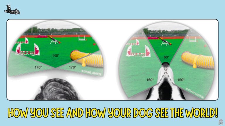 How Do Dogs See? The World of Canine Vision • Doggozila Magazine