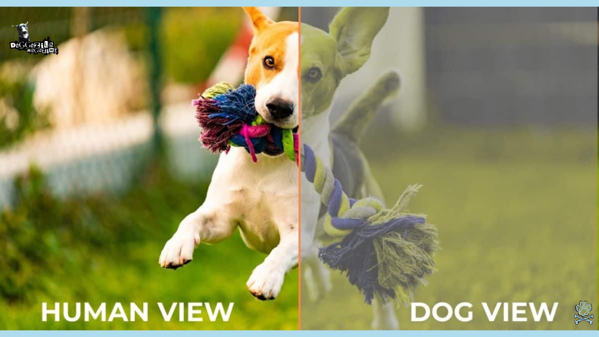 How Do Dogs See? The World of Canine Vision • Doggozila Magazine