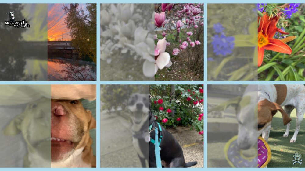 How Do Dogs See? The World of Canine Vision • Doggozila Magazine