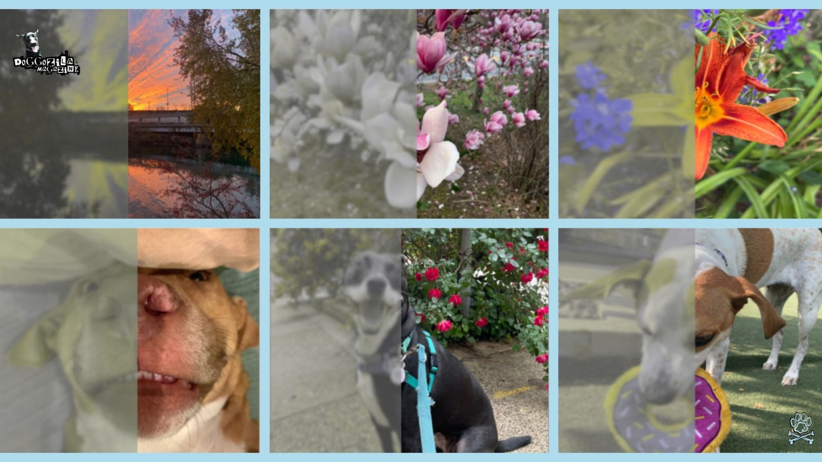 How Do Dogs See? The World of Canine Vision • Doggozila Magazine