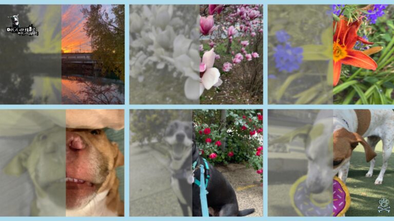 How Do Dogs See? The World of Canine Vision - Doggozila Magazine