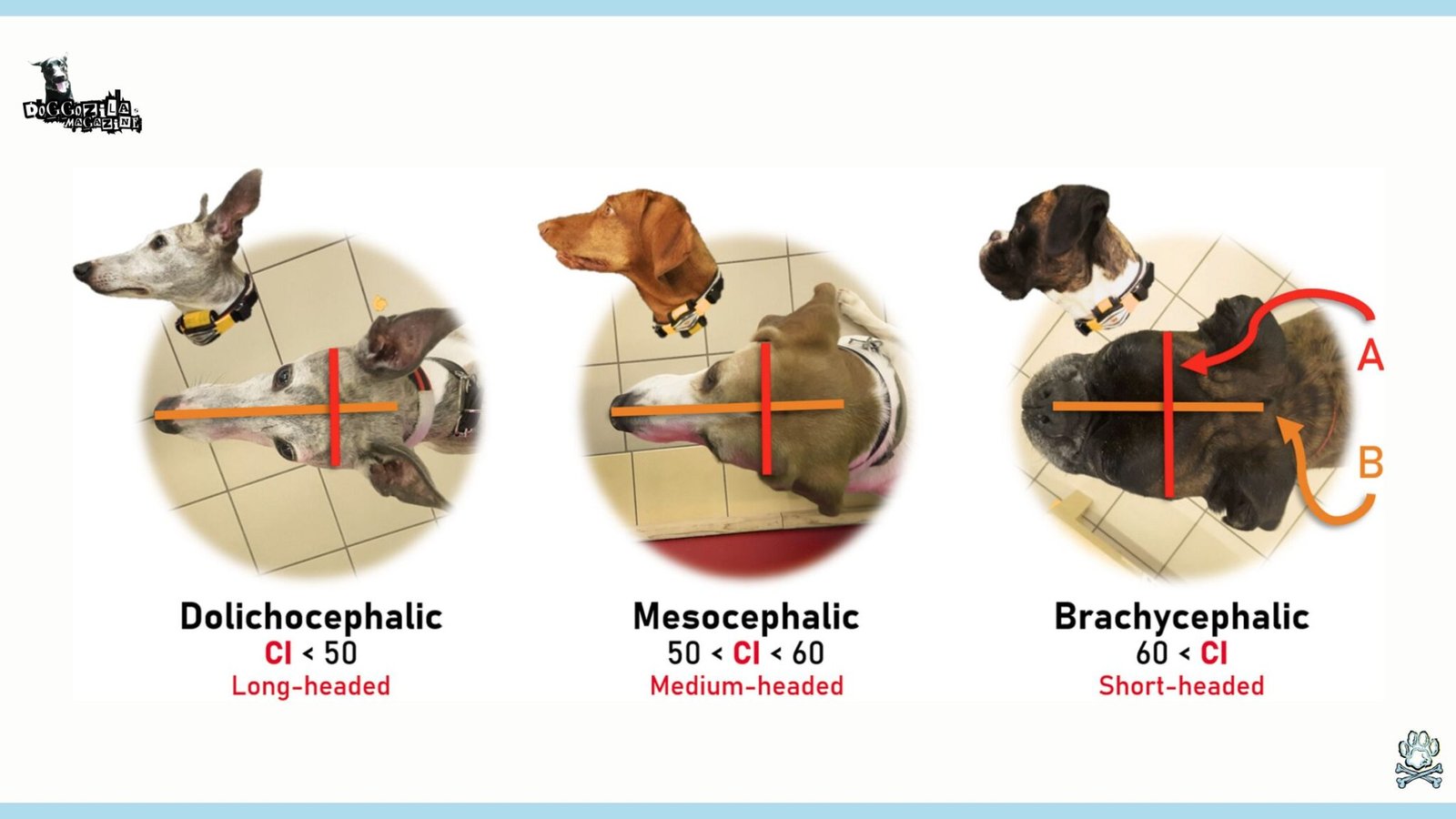 How Do Dogs See? The World of Canine Vision • Doggozila Magazine