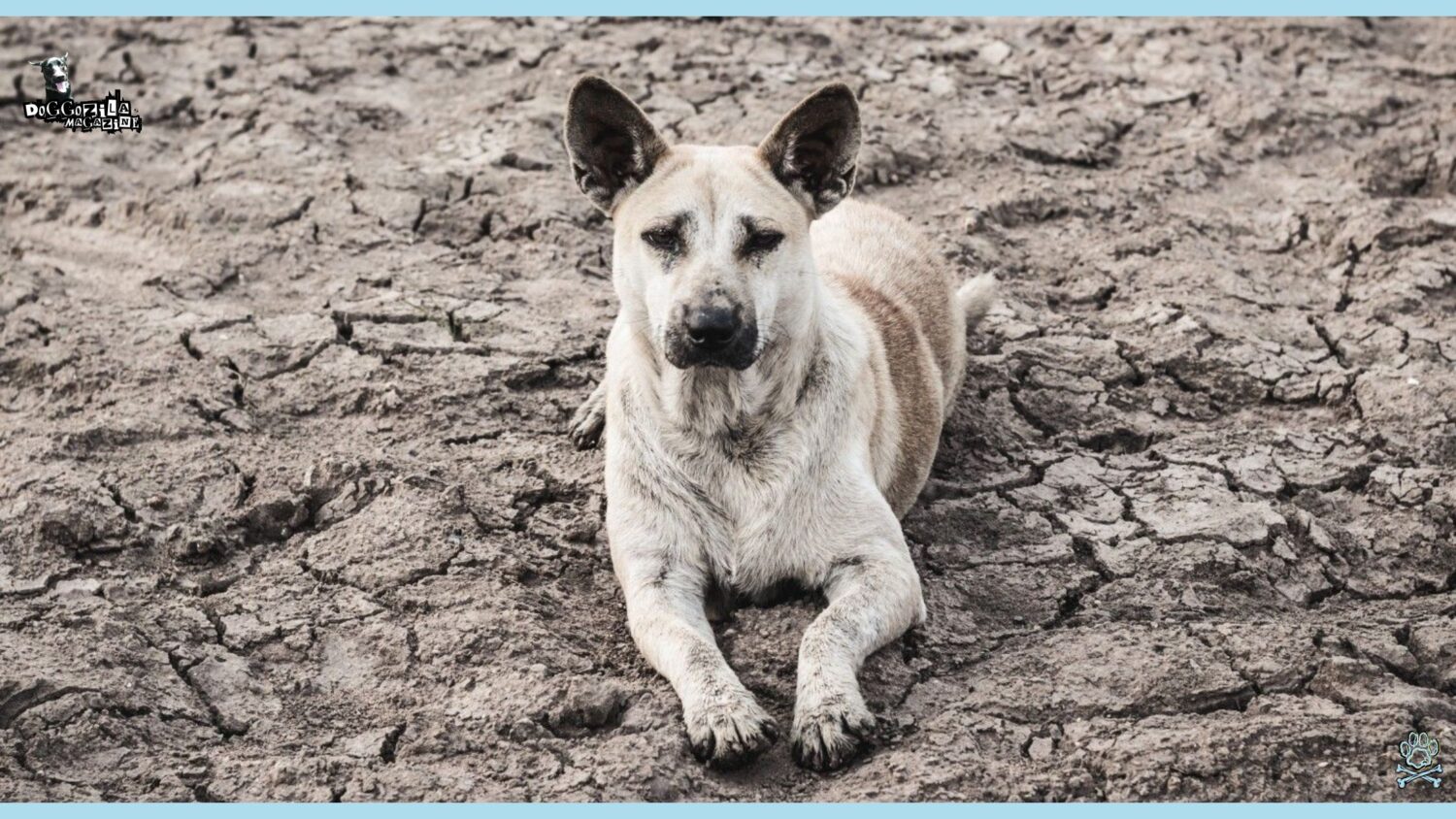 How Long Can a Dog Go Without Water? • Doggozila Magazine
