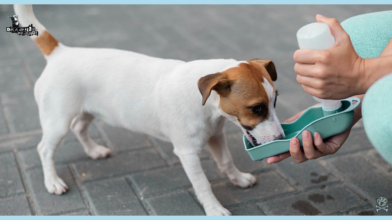 How Long Can a Dog Go Without Water? • Doggozila Magazine