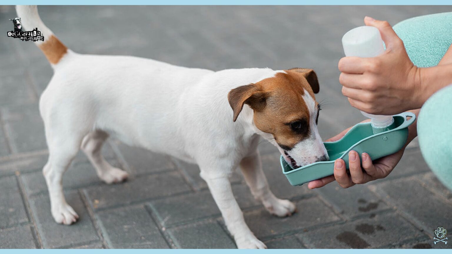 How Long Can a Dog Go Without Water? • Doggozila Magazine