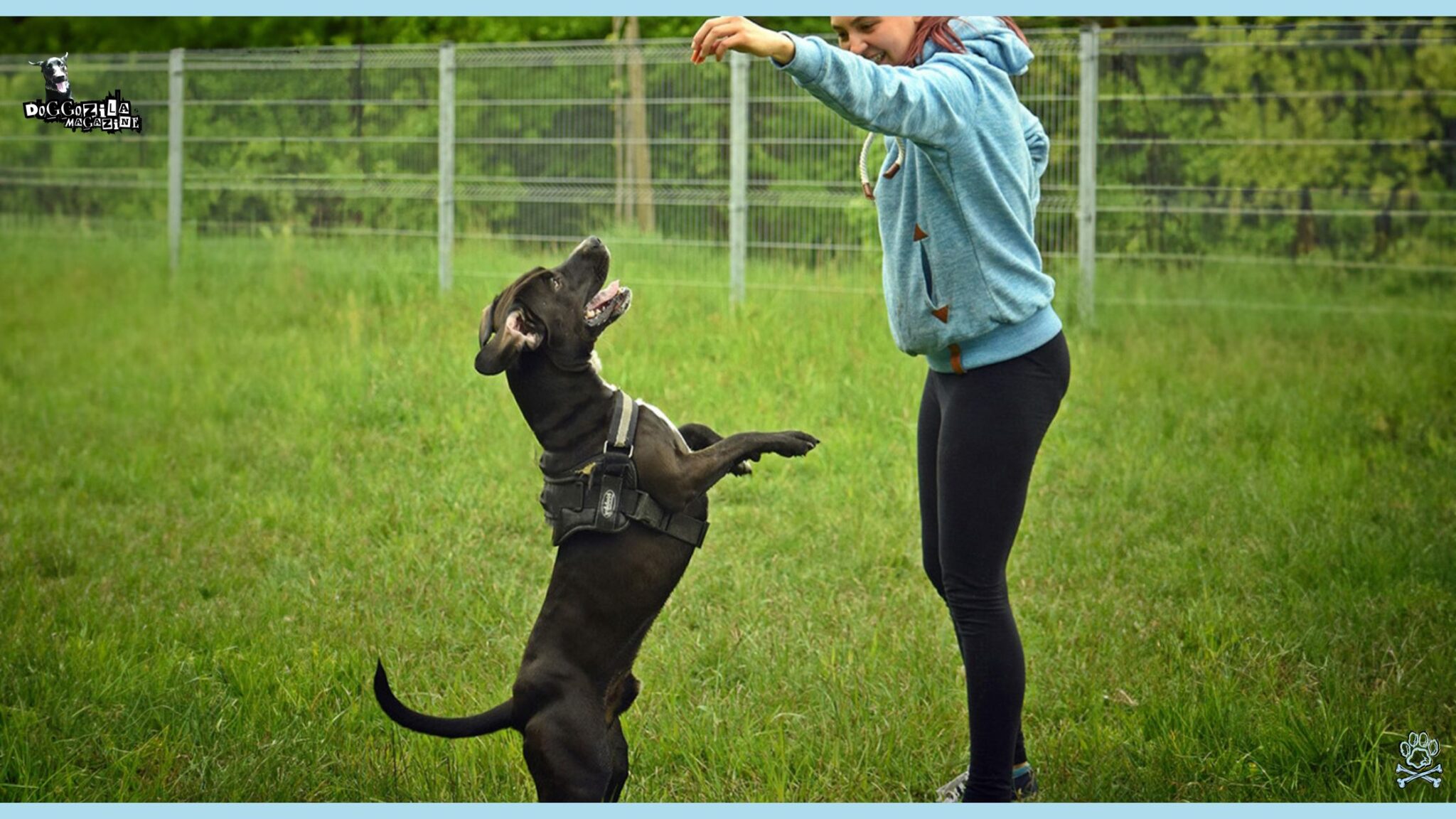 How to Train Your Dog to Dance: The Canine Freestyle • Doggozila Magazine