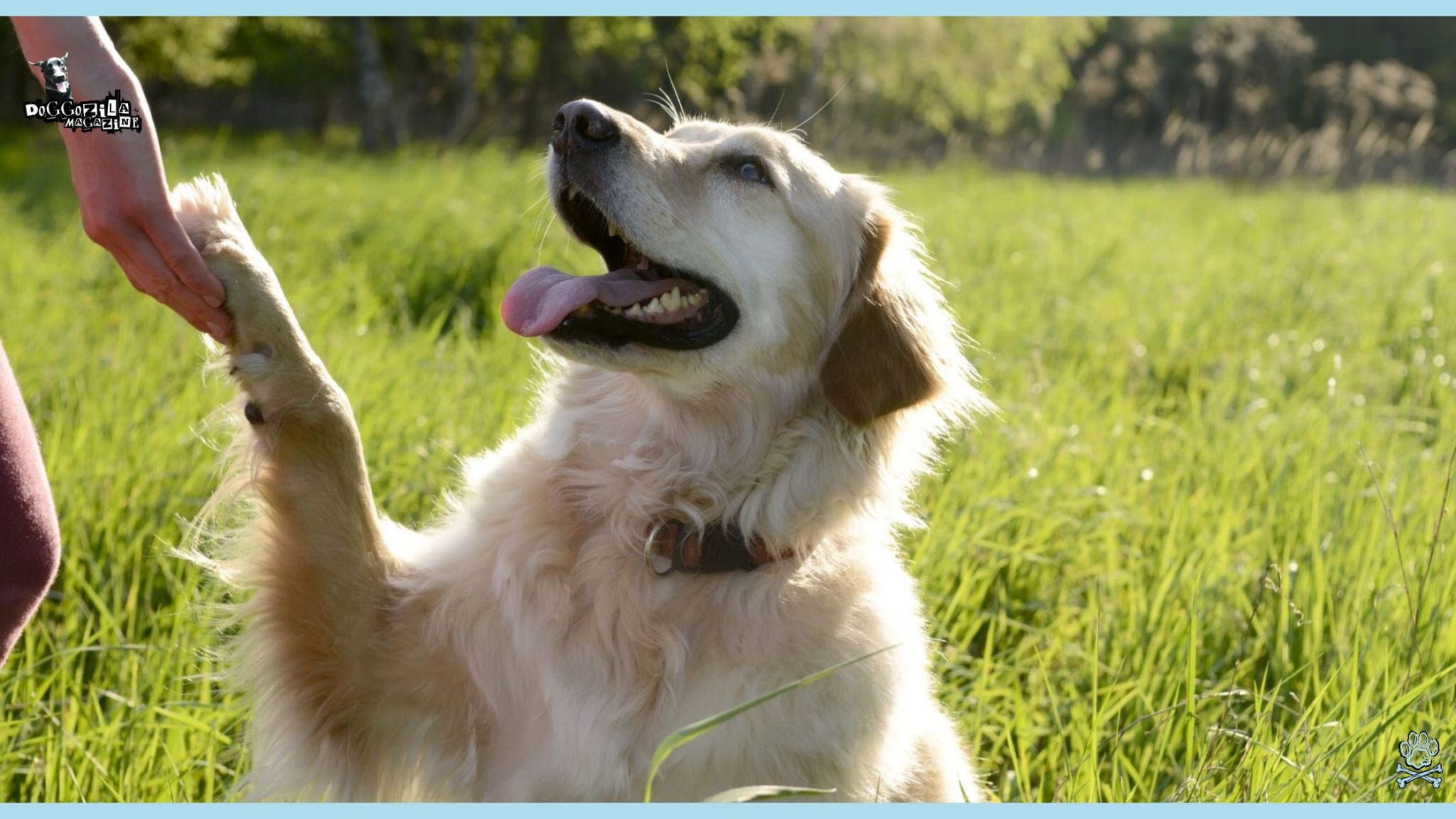 How to Train Your Dog to High Five? A Fun Trick! • Doggozila Magazine