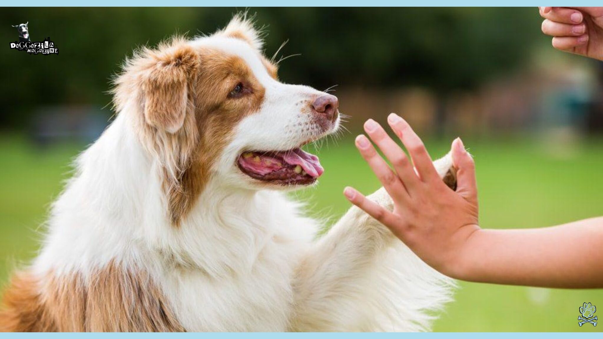 How to Train Your Dog to High Five? A Fun Trick! • Doggozila Magazine