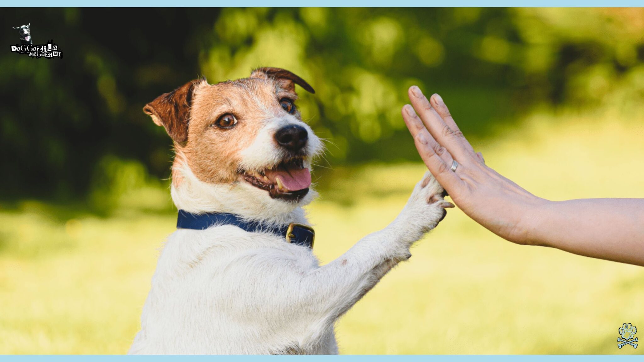 How to Train Your Dog to High Five? A Fun Trick! • Doggozila Magazine