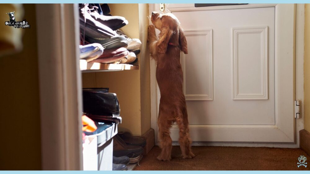 How to Train Your Dog to Open Doors • Doggozila Magazine