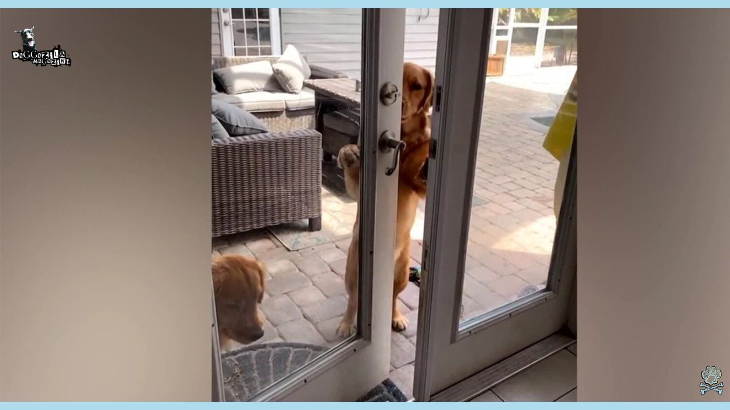 How to Train Your Dog to Open Doors • Doggozila Magazine