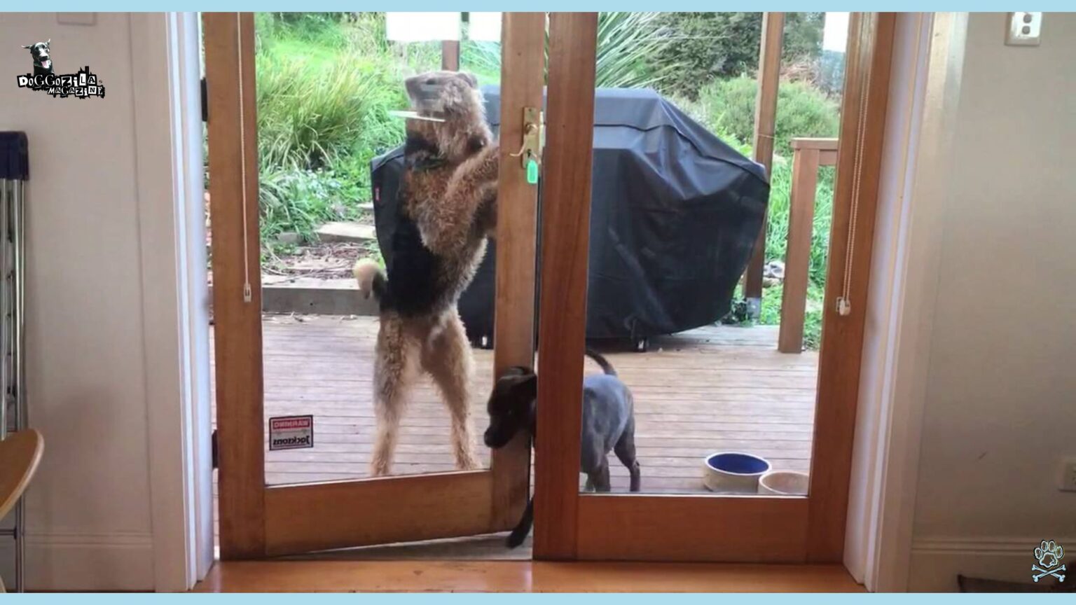 How to Train Your Dog to Open Doors • Doggozila Magazine