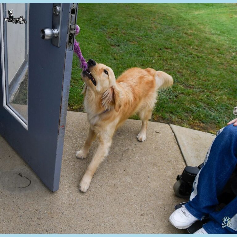 How to Train Your Dog to Open Doors • Doggozila Magazine