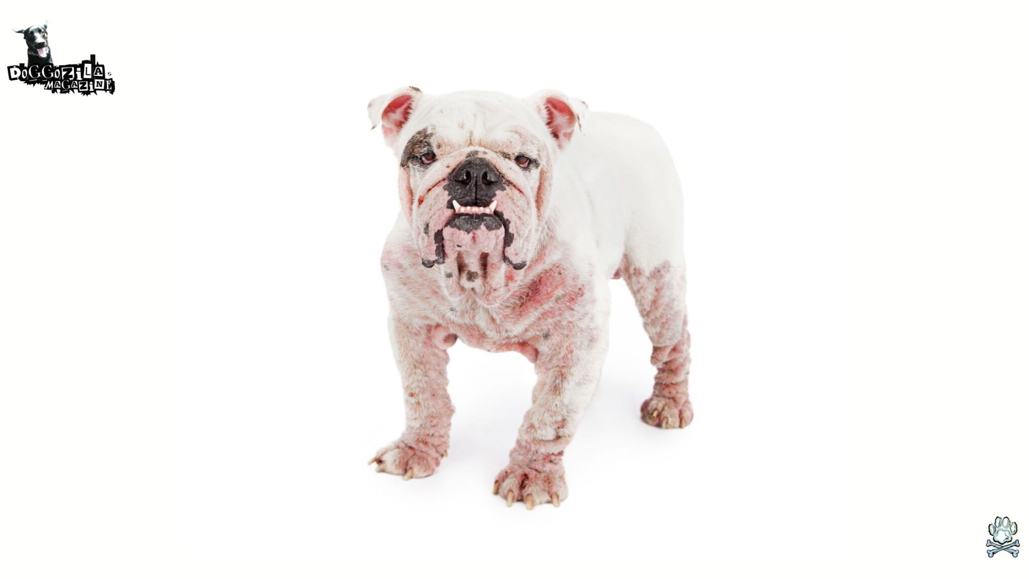 Skin Conditions in Dogs: Identify Allergies or Bug Bites? • Doggozila ...