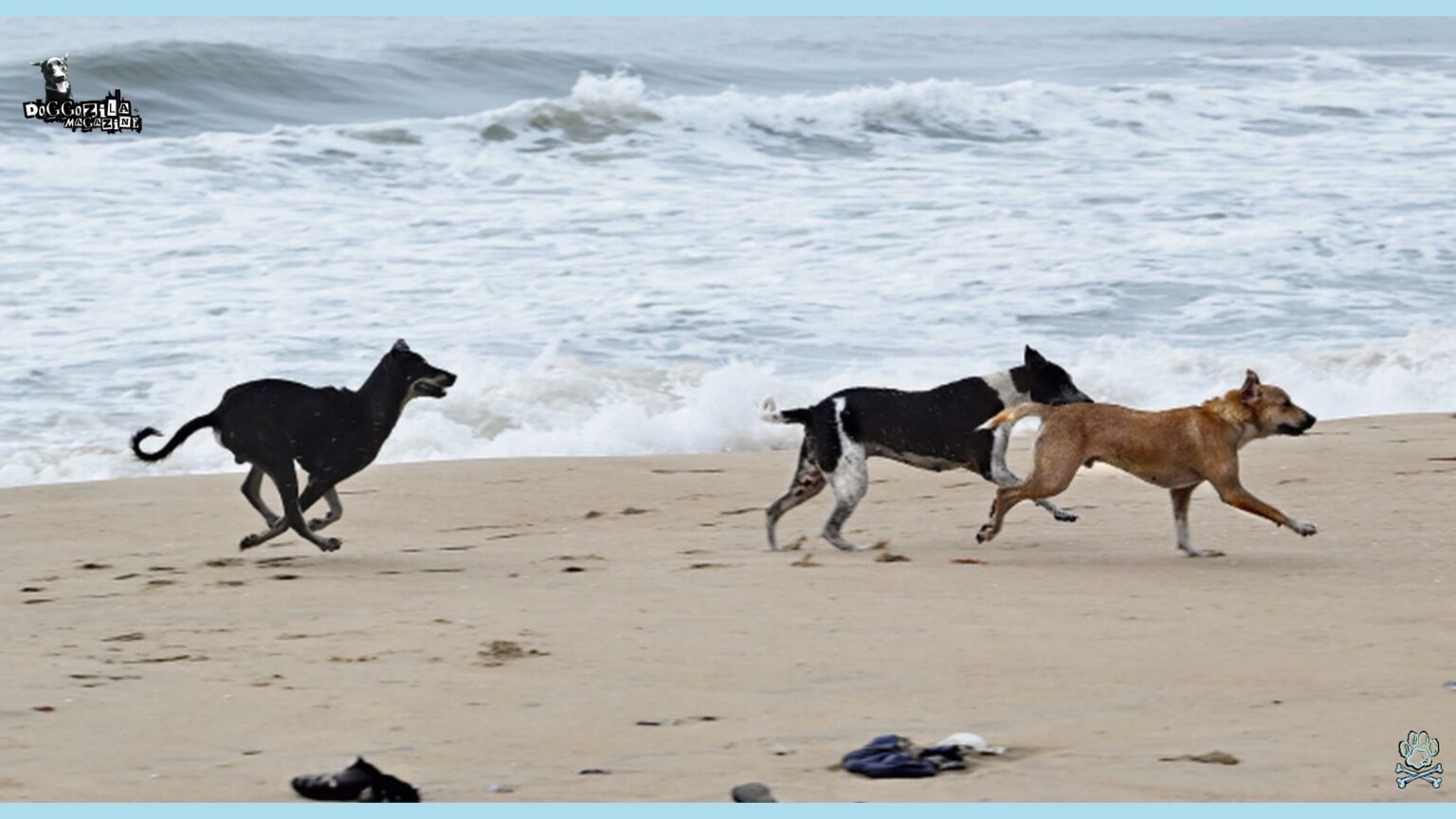 The Stray Dog Impact That Changed a Family and a Town • Doggozila