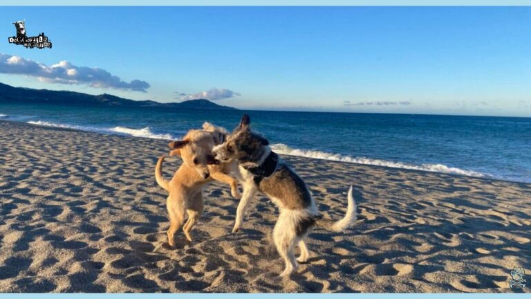 The Stray Dog Impact That Changed a Family and a Town • Doggozila
