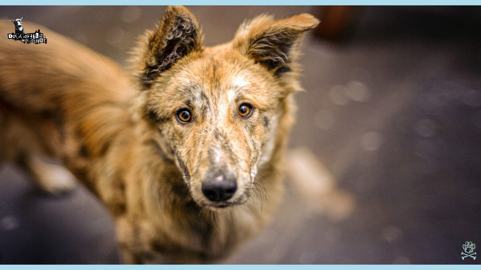 The Stray Dog Impact That Changed a Family and a Town • Doggozila