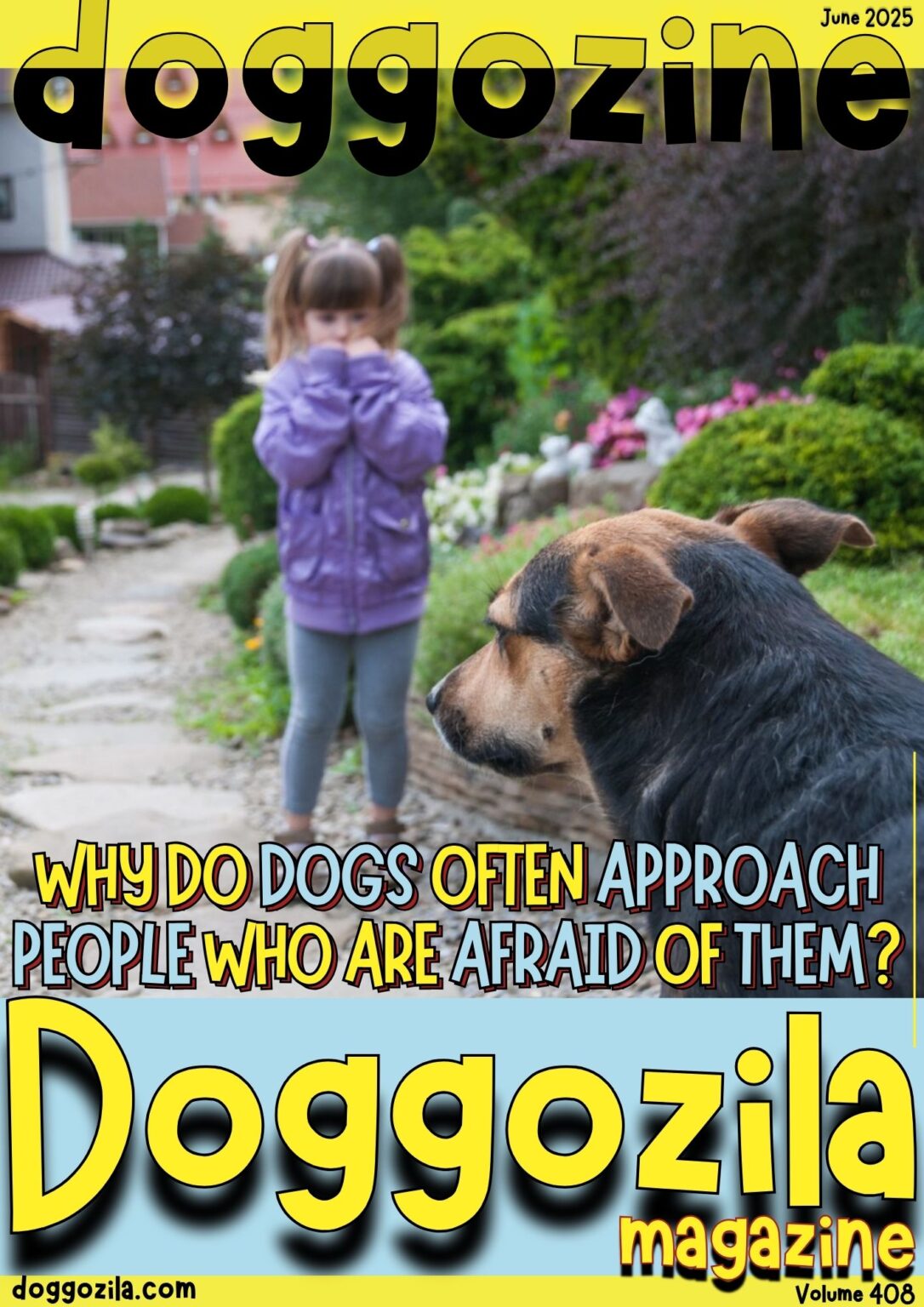 Why Do Dogs Often Approach People Who Are Afraid of Them? • Doggozila