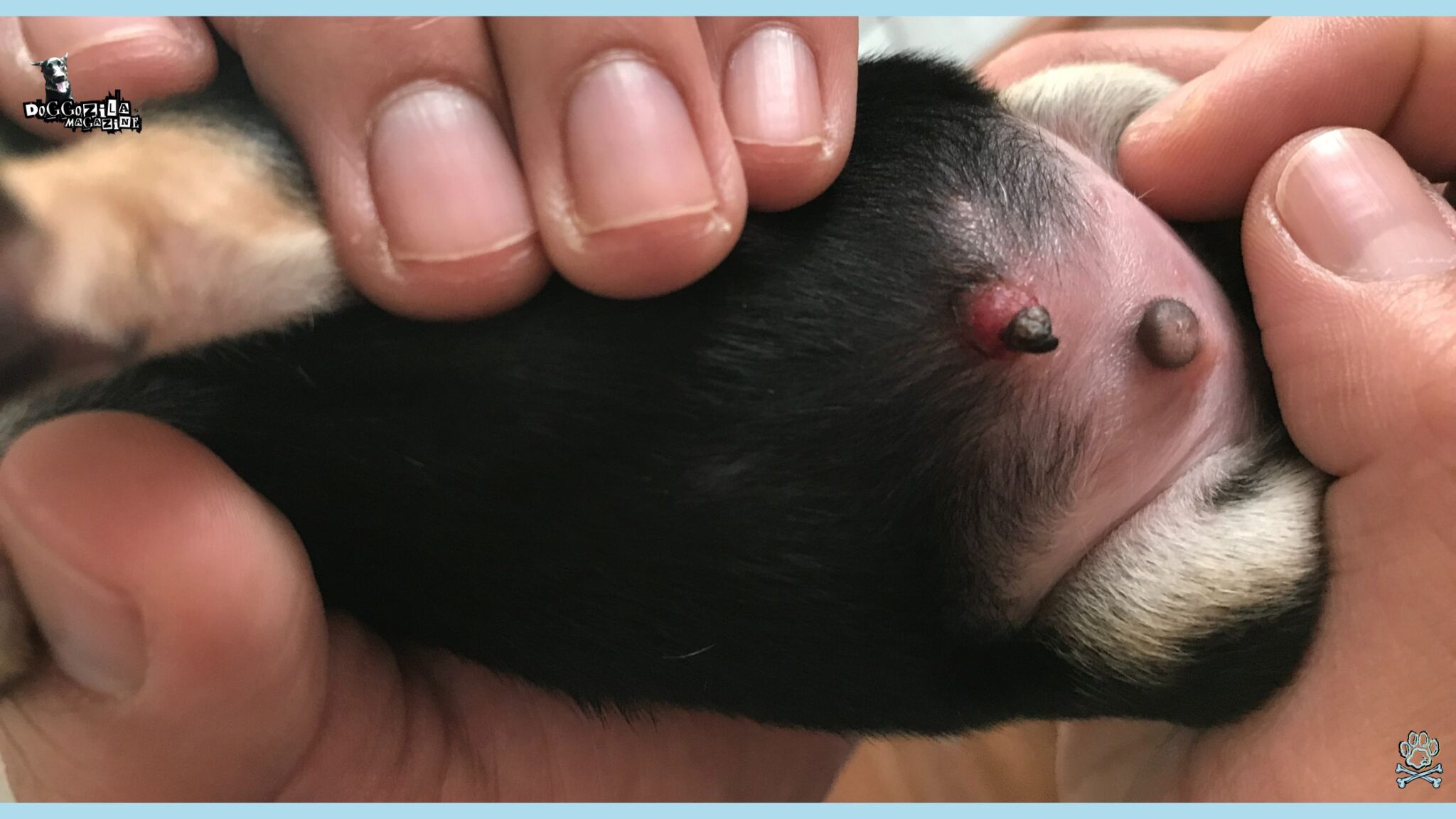 Do Dogs Have Belly Buttons: Scientific Belly Rubs • Doggozila Magazine